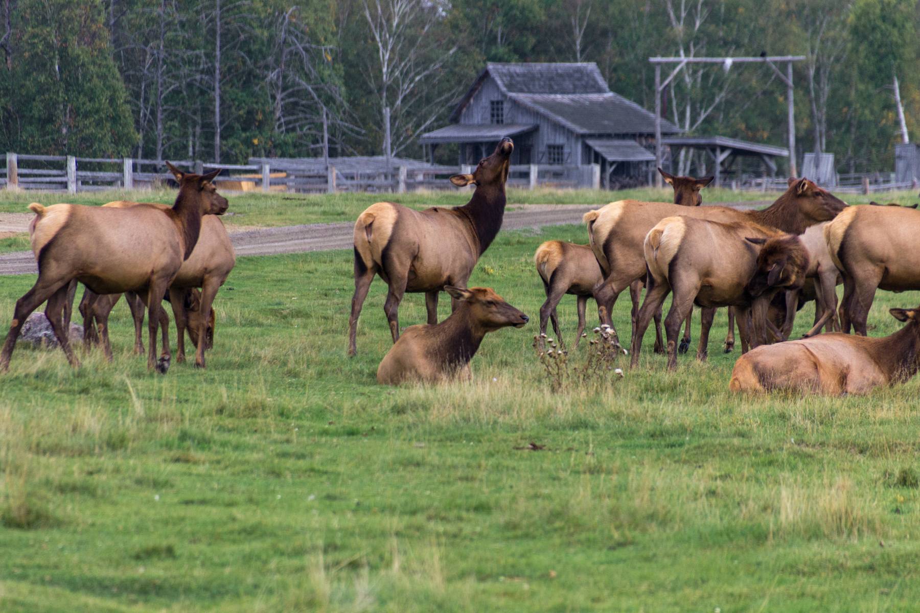 Small-Scale Domestic Elk Ranching – Mother Earth News